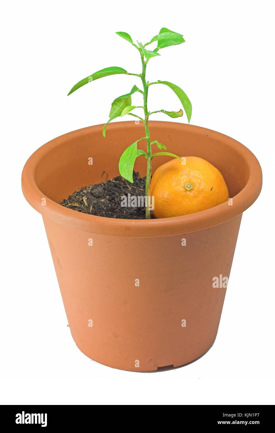 Mandarin tree (a newborn one Stock Photo - Alamy