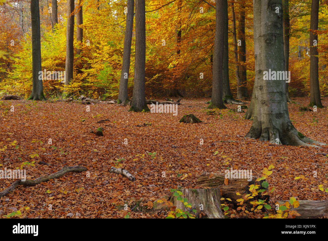 Old forest out of beech trees (Fagus) during fall season with huge ...