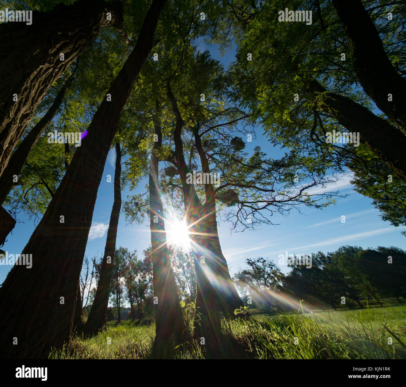 A view of the top through tree trunks with leaves Stock Photo - Alamy