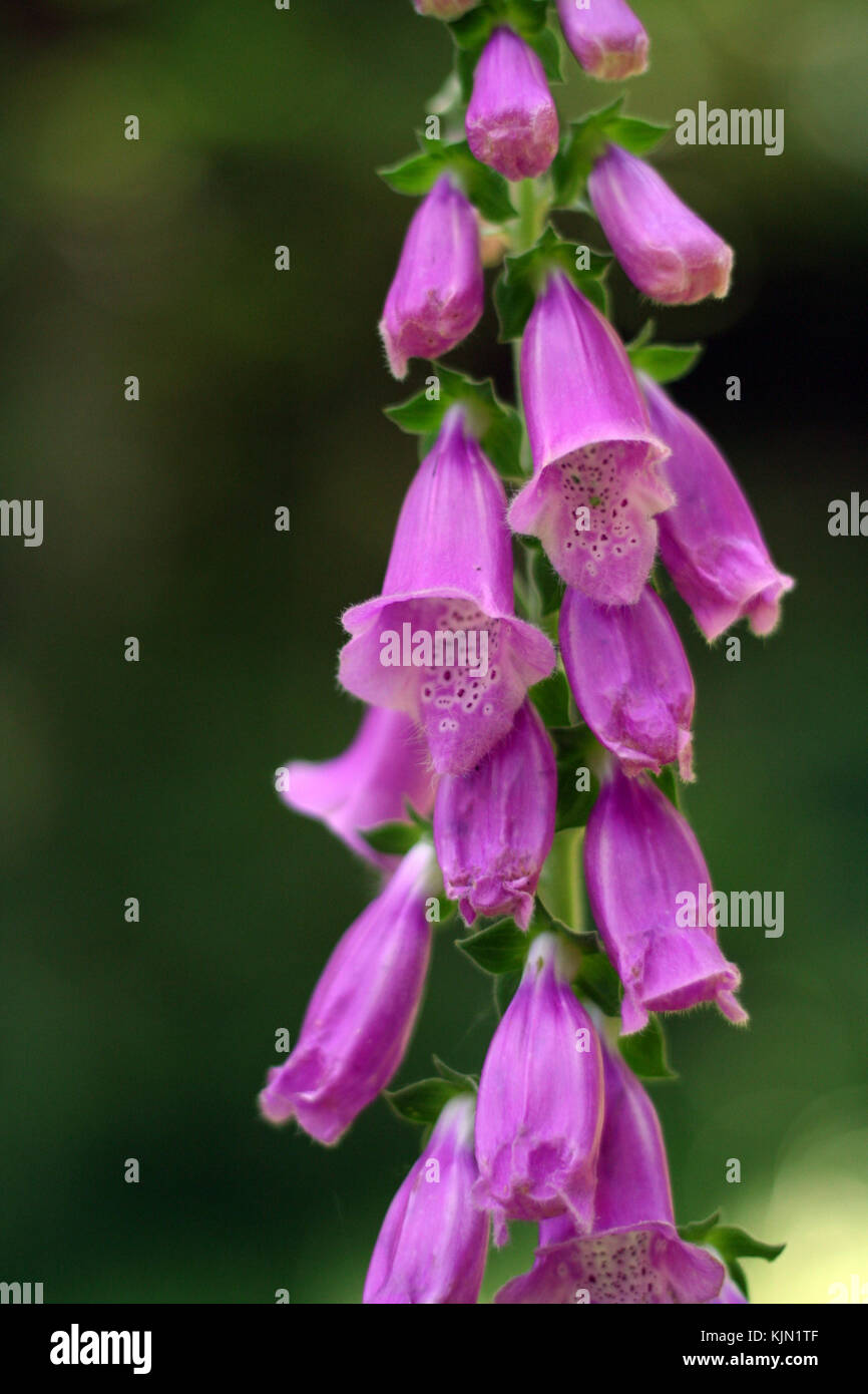 Digitalein hi-res stock photography and images - Alamy