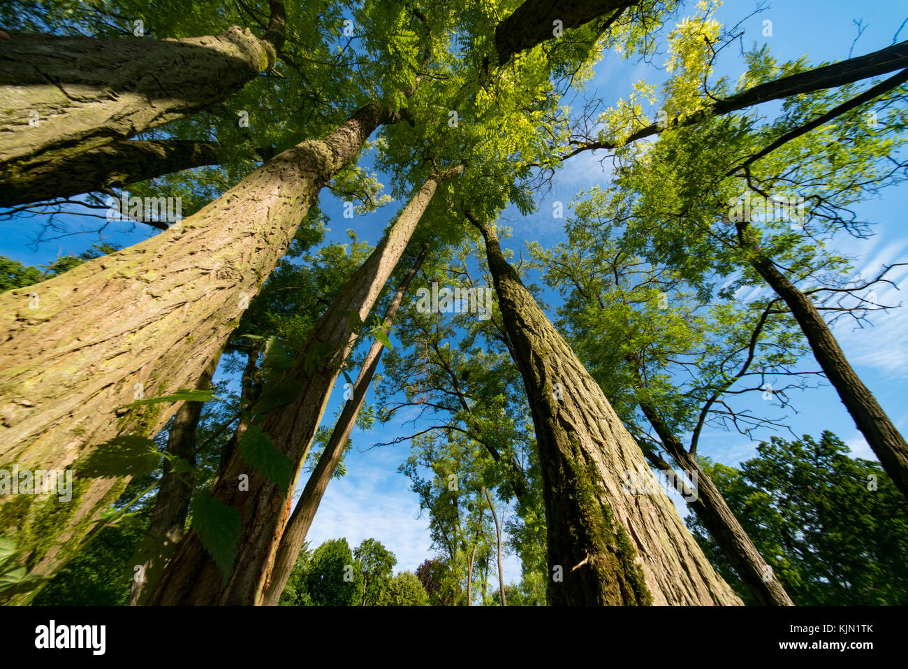 A view of the top through tree trunks with leaves Stock Photo - Alamy