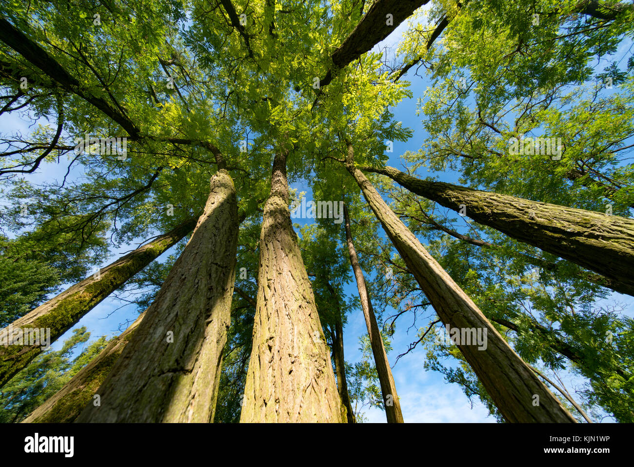 A view of the top through tree trunks with leaves Stock Photo - Alamy