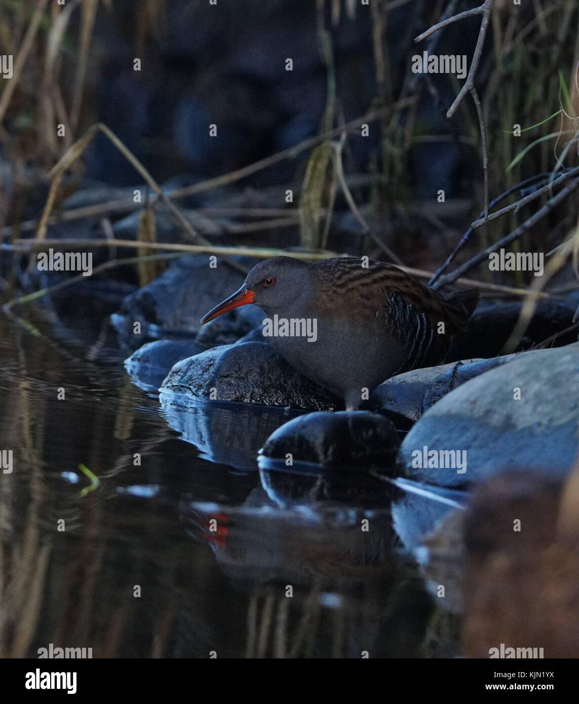 Water rail rallus aquaticus wading hi-res stock photography and images ...