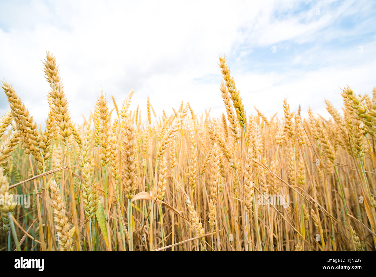 A field of ripe wheat road and a blue sky with clouds. Panoramic view ...