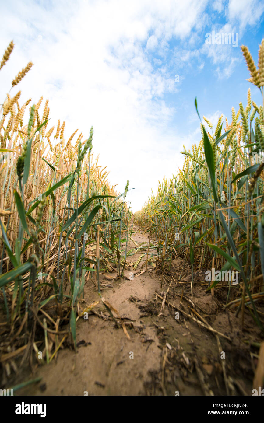 A field of ripe wheat road and a blue sky with clouds. Panoramic view ...