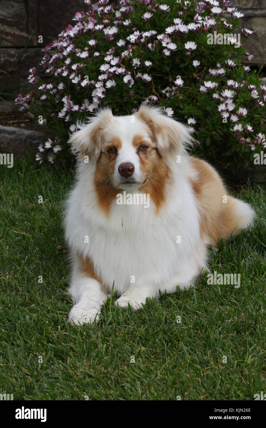 Merle australian shepherd dog hi-res stock photography and images - Alamy