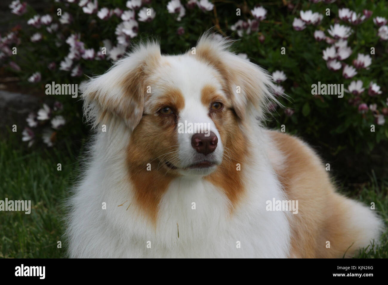 Red merle aussie hi-res stock photography and images - Alamy