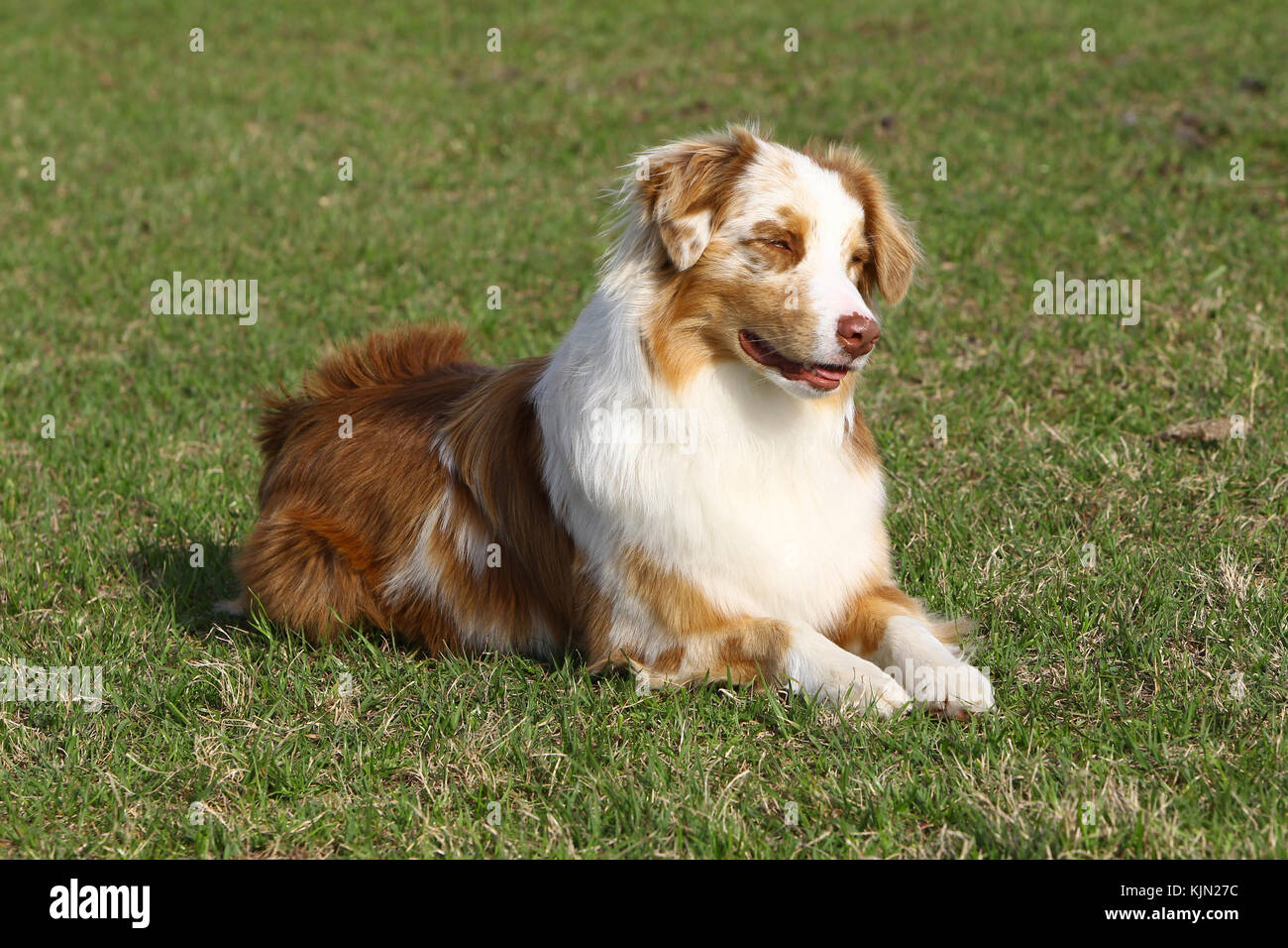 Red Merle Australian Shepherd High Resolution Stock Photography and ...