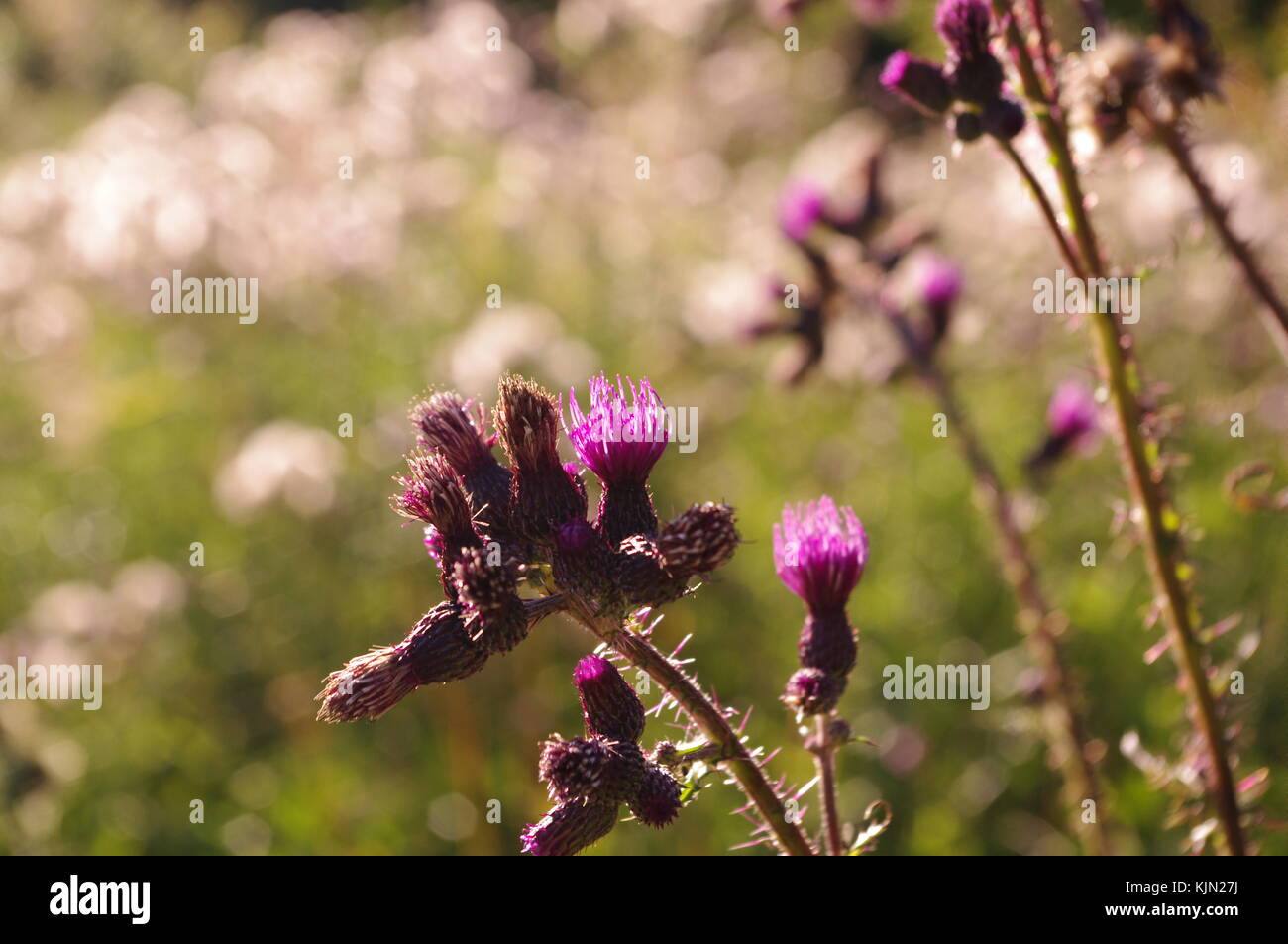 Forest out of fir trees during late summer or fall season with huge ...