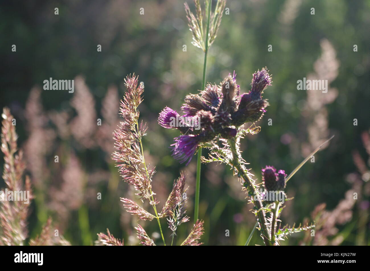Forest out of fir trees during late summer or fall season with huge ...