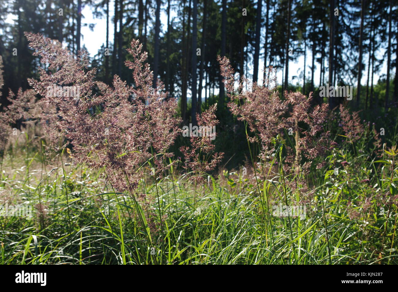 Forest out of fir trees during late summer or fall season with huge ...