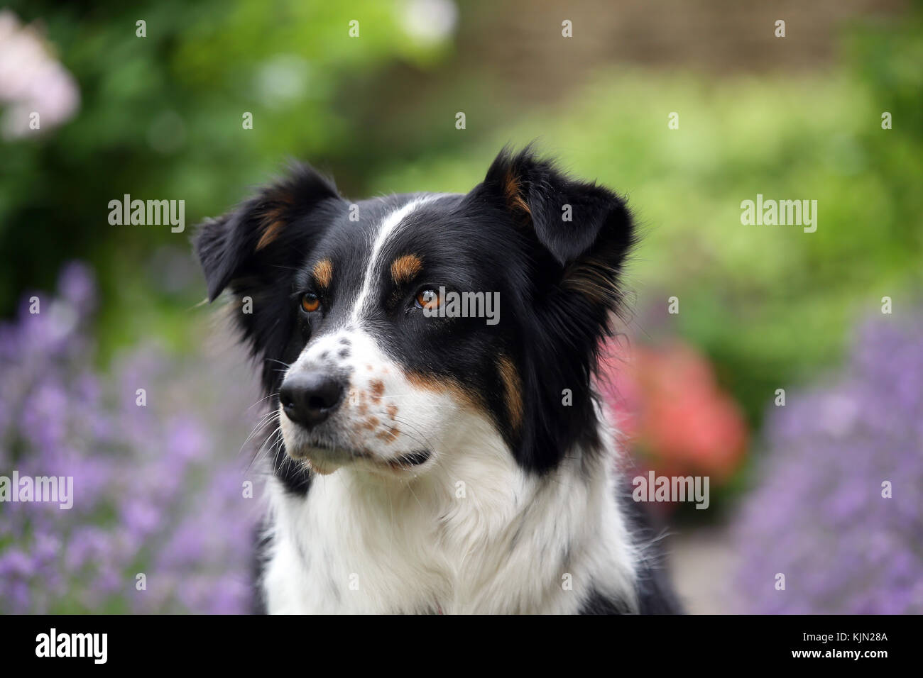 The aussie dog hi-res stock photography and images - Alamy