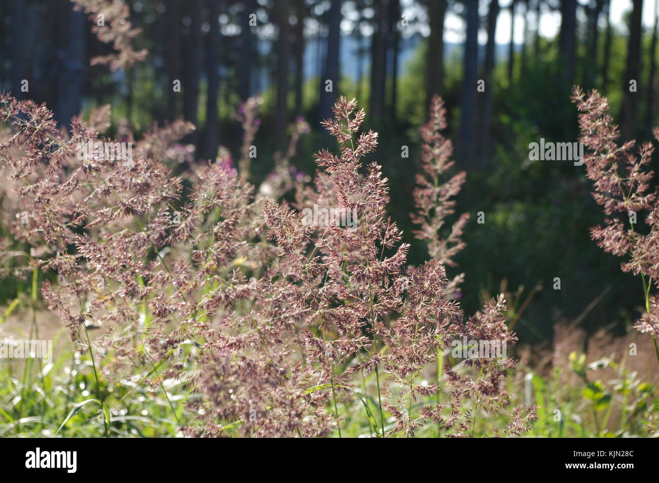 Forest out of fir trees during late summer or fall season with huge ...