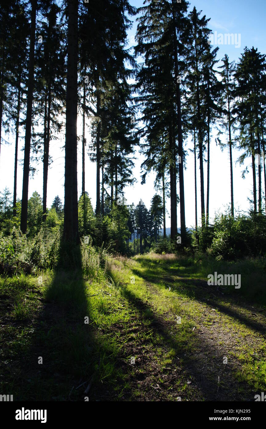 Forest out of fir trees during late summer or fall season with huge ...