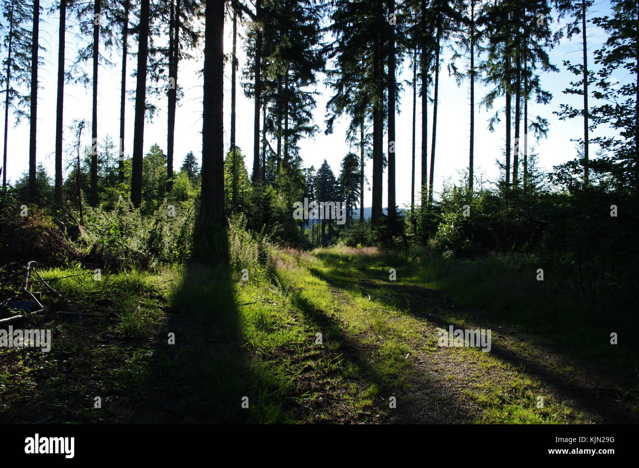 Forest out of fir trees during late summer or fall season with huge ...