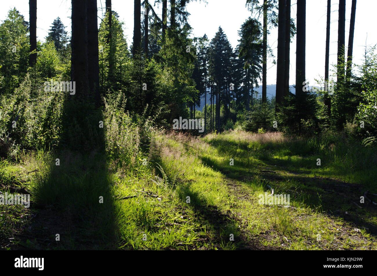 Forest out of fir trees during late summer or fall season with huge ...