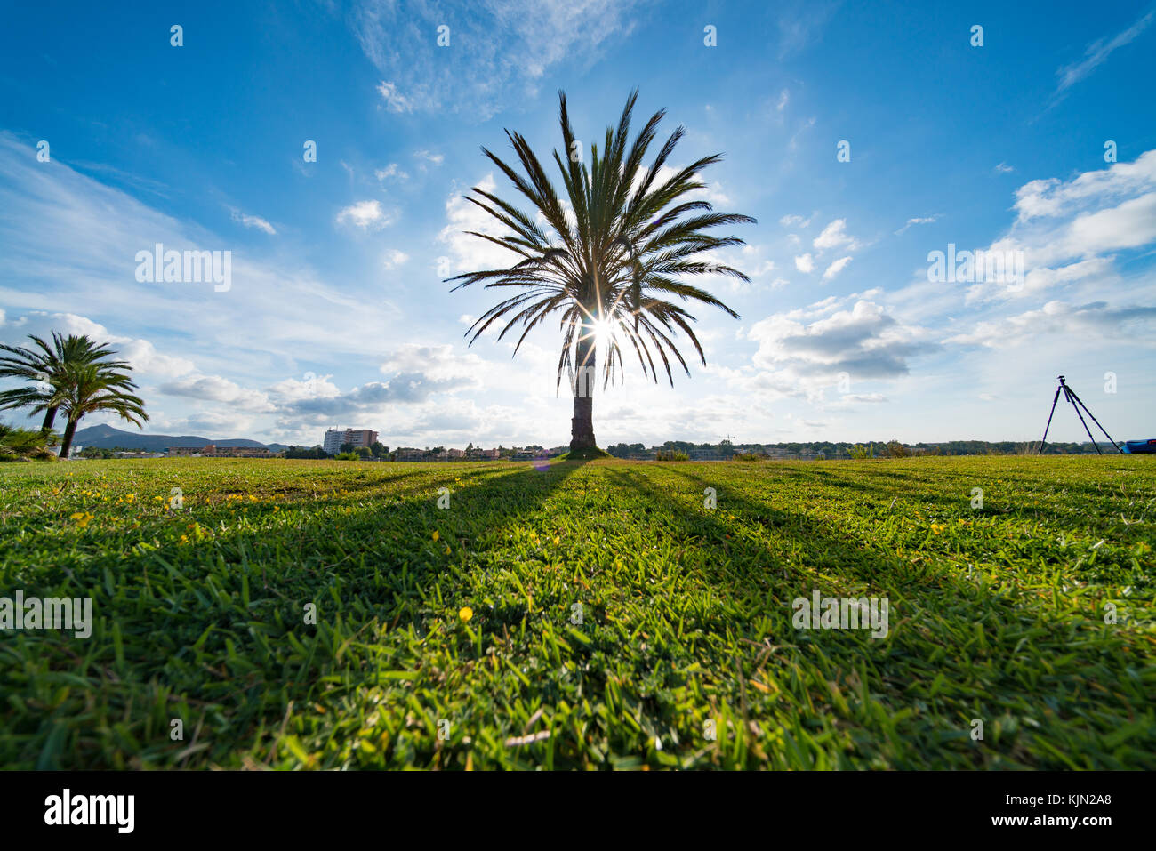 Palm trees on a green meadow Stock Photo - Alamy