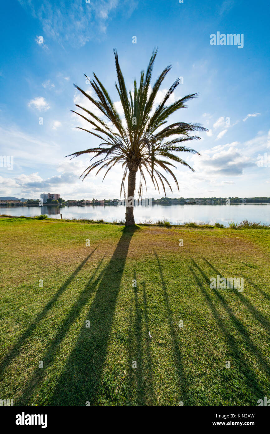 Palm trees on a green meadow Stock Photo - Alamy