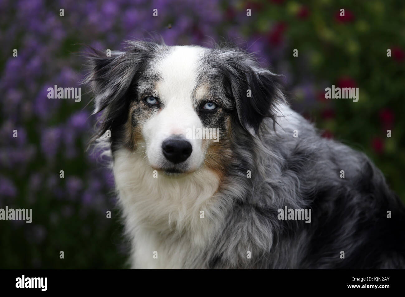 Aussie dog hi-res stock photography and images - Alamy