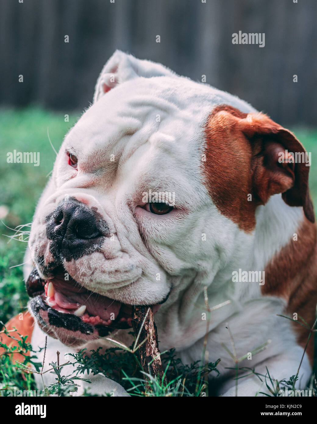 English Bulldog Chewing on a Stick Stock Photo - Alamy