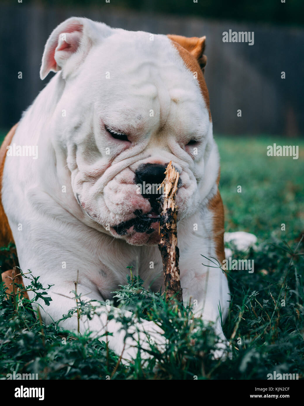 English Bulldog Chewing on a Stick Stock Photo - Alamy