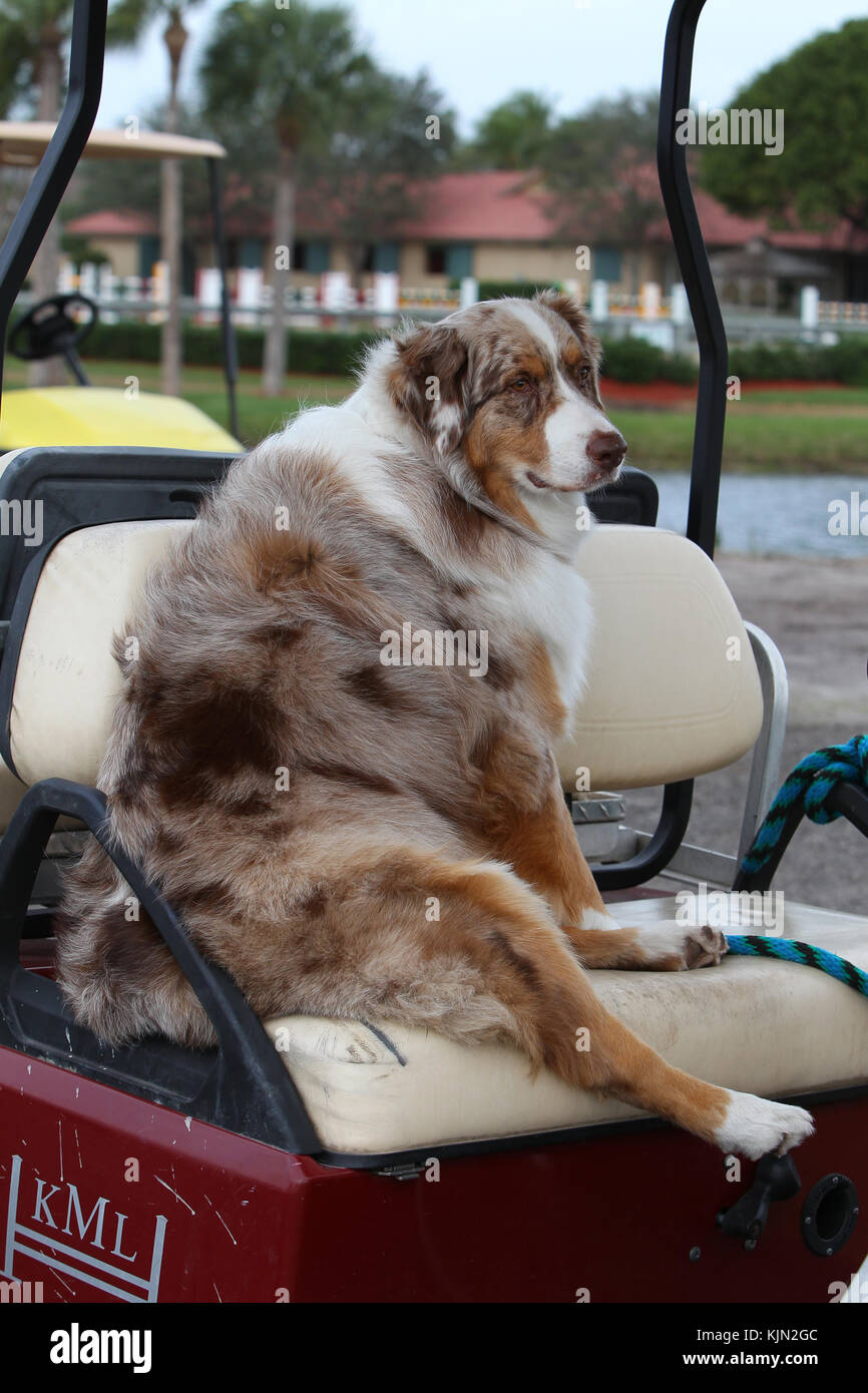 Do Garafian Shepherd Shed