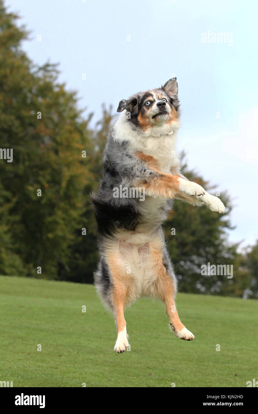 Leaping australian shepherd hi-res stock photography and images - Alamy