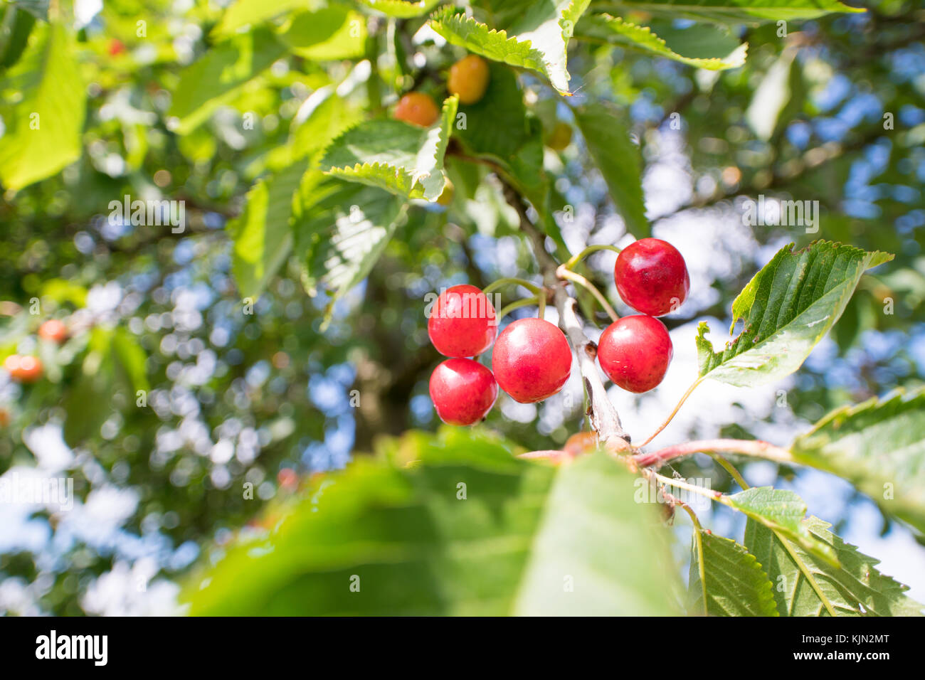 Red cherry tree Stock Photo - Alamy