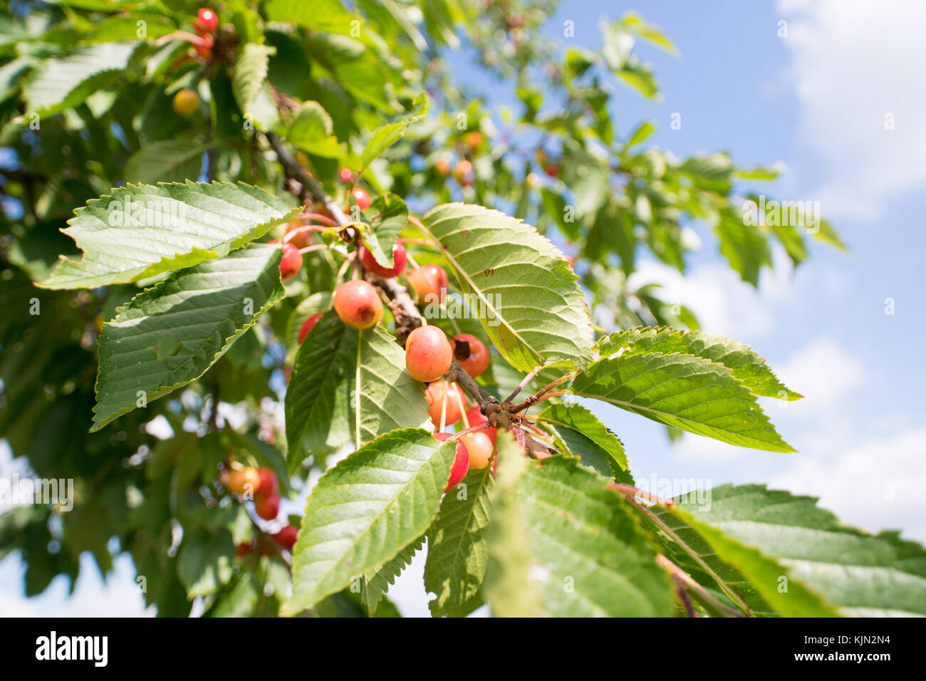 Red cherry tree hi-res stock photography and images - Alamy