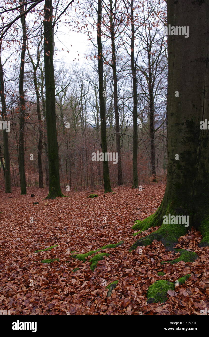 Inside a forest hi-res stock photography and images - Alamy