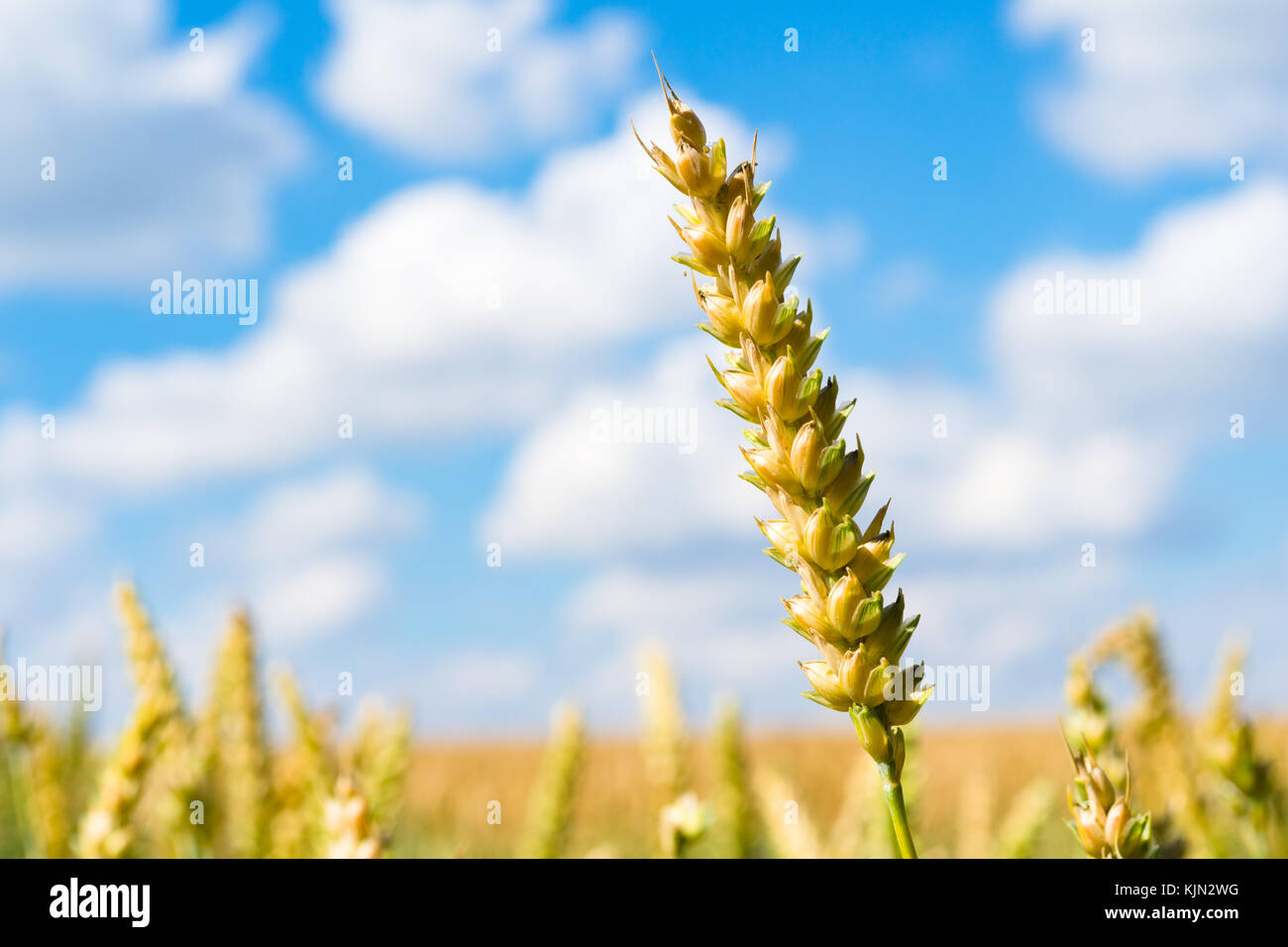 Wheat field ears close up hi-res stock photography and images - Alamy
