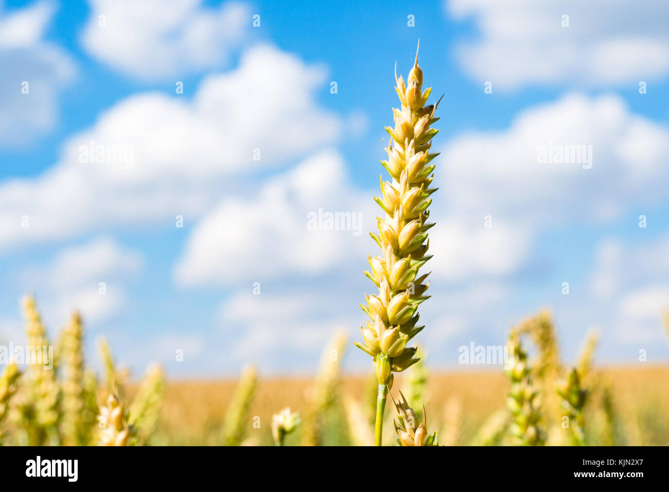 Wheat field ears close up hi-res stock photography and images - Alamy