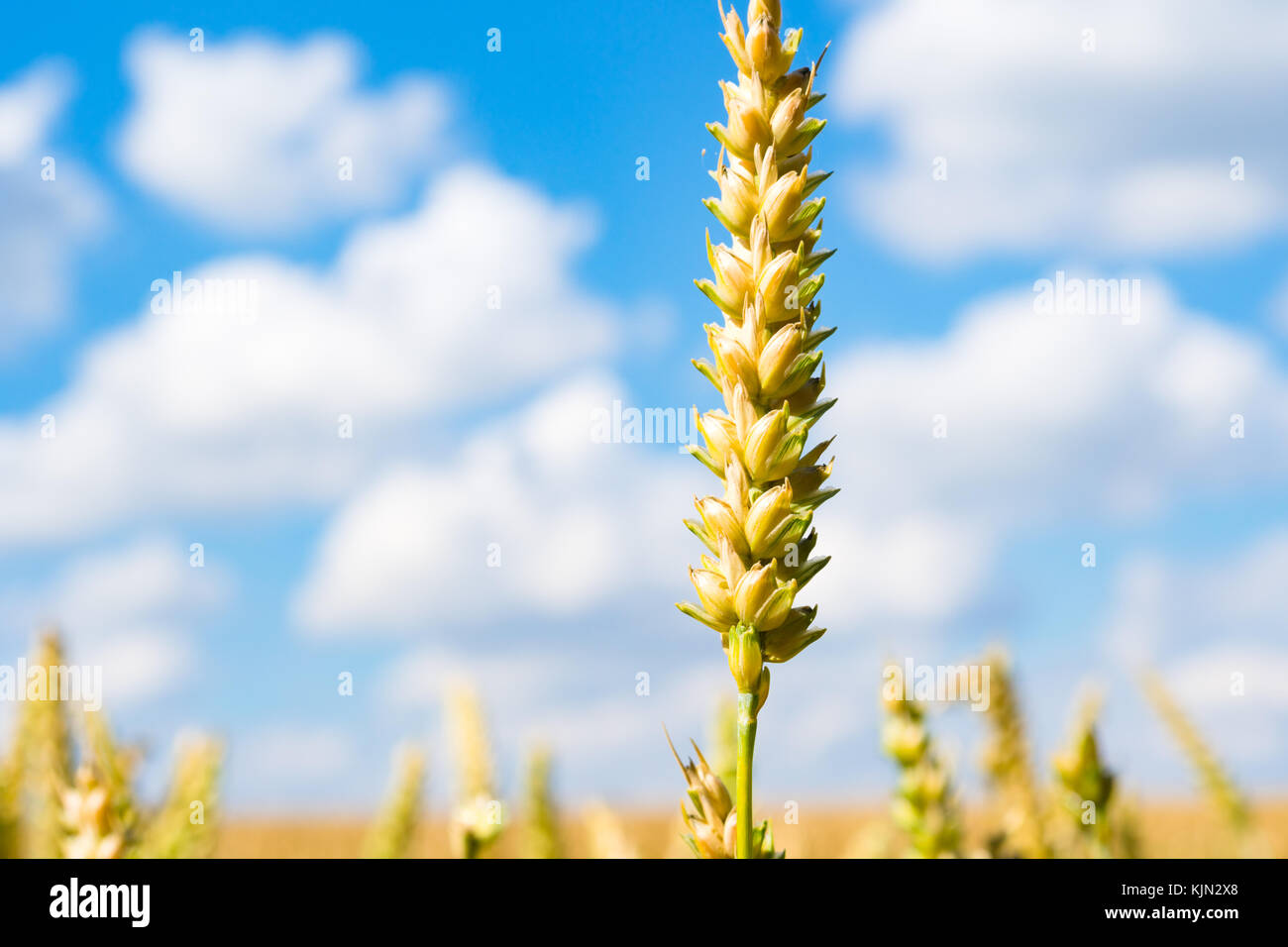 Ripe wheat ears in the field Stock Photo - Alamy