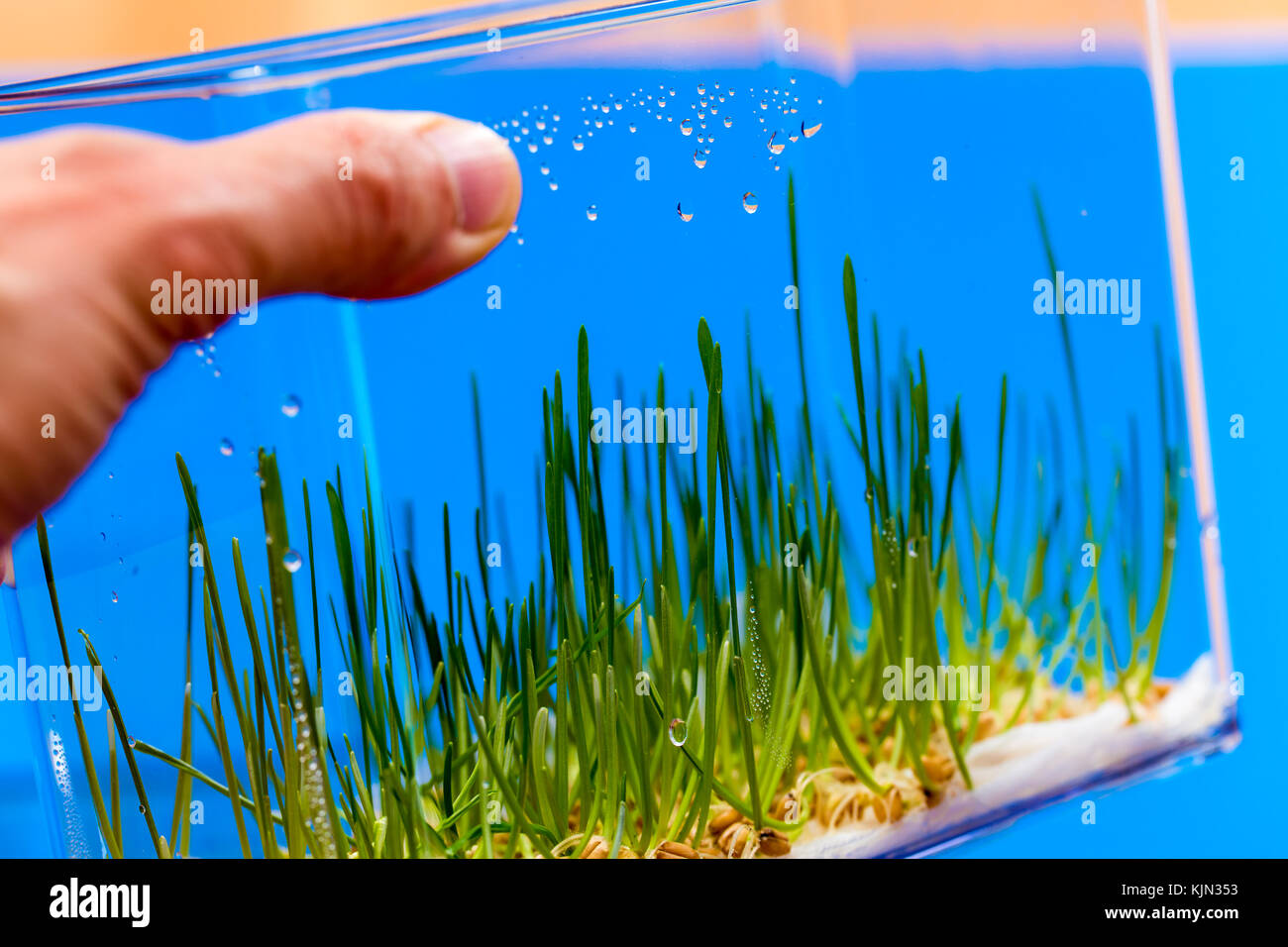 Experiments with plants in the laboratory Stock Photo - Alamy