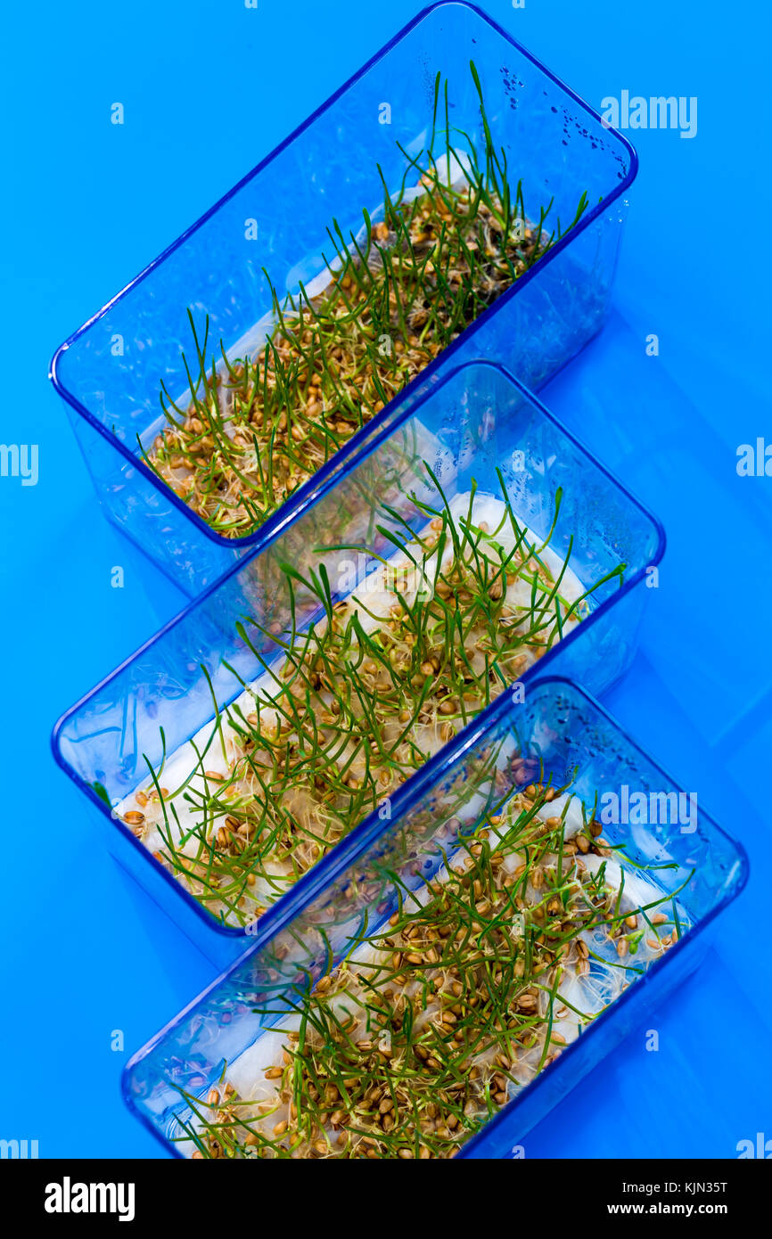 Experiments with plants in the laboratory Stock Photo - Alamy