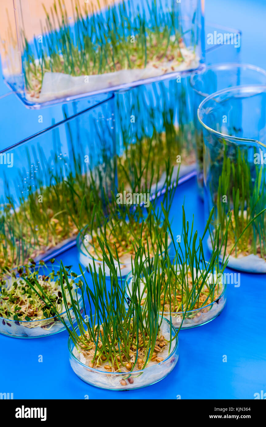Experiments with plants in the laboratory Stock Photo - Alamy
