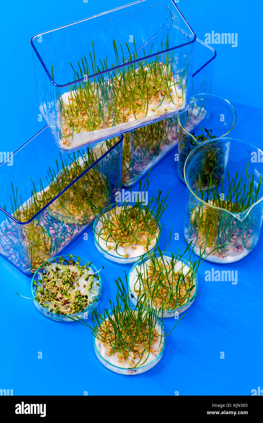 Experiments with plants in the laboratory Stock Photo - Alamy