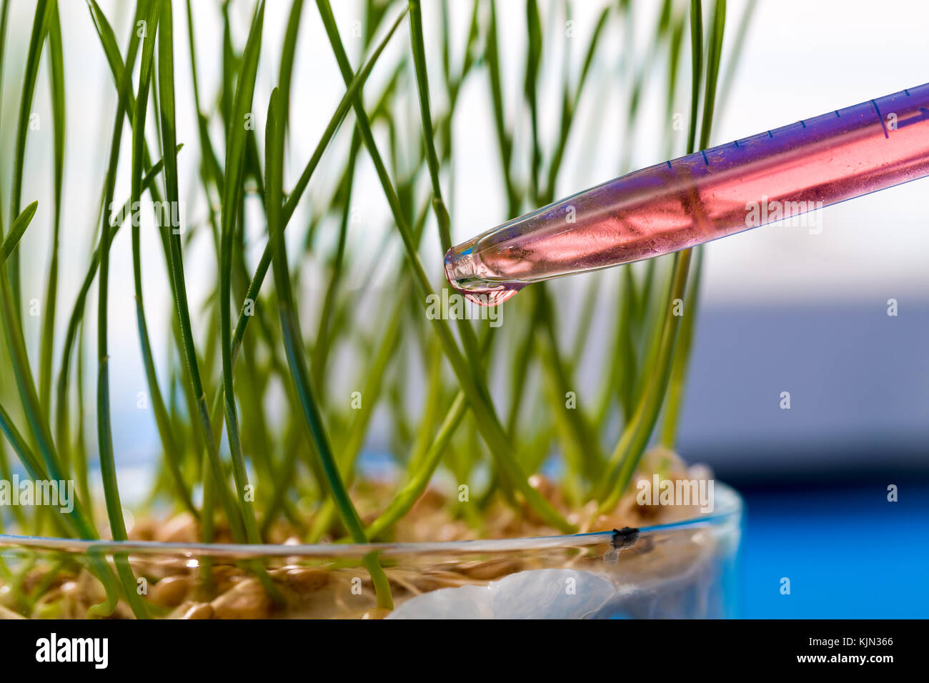 Experiments with plants in the laboratory Stock Photo - Alamy