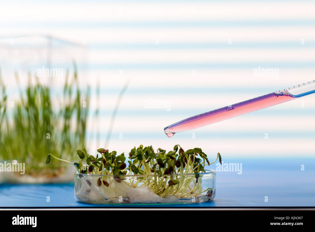 Experiments with plants in the laboratory Stock Photo - Alamy