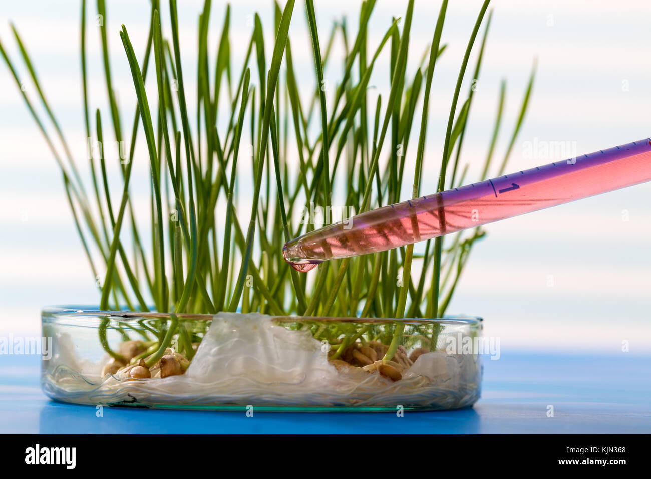 Experiments with plants in the laboratory Stock Photo - Alamy