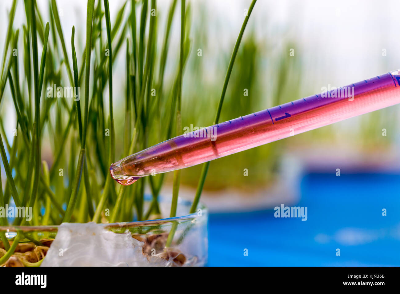 Experiments with plants in the laboratory Stock Photo - Alamy