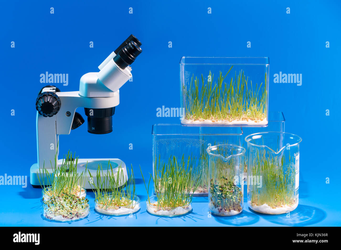 Experiments with plants in the laboratory Stock Photo - Alamy