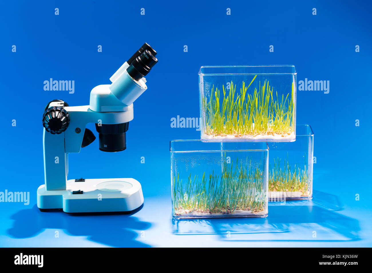 Experiments with plants in the laboratory Stock Photo - Alamy