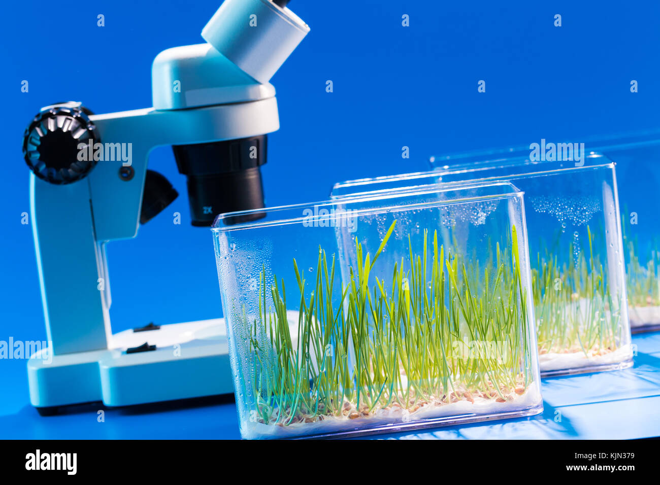 Experiments with plants in the laboratory Stock Photo - Alamy