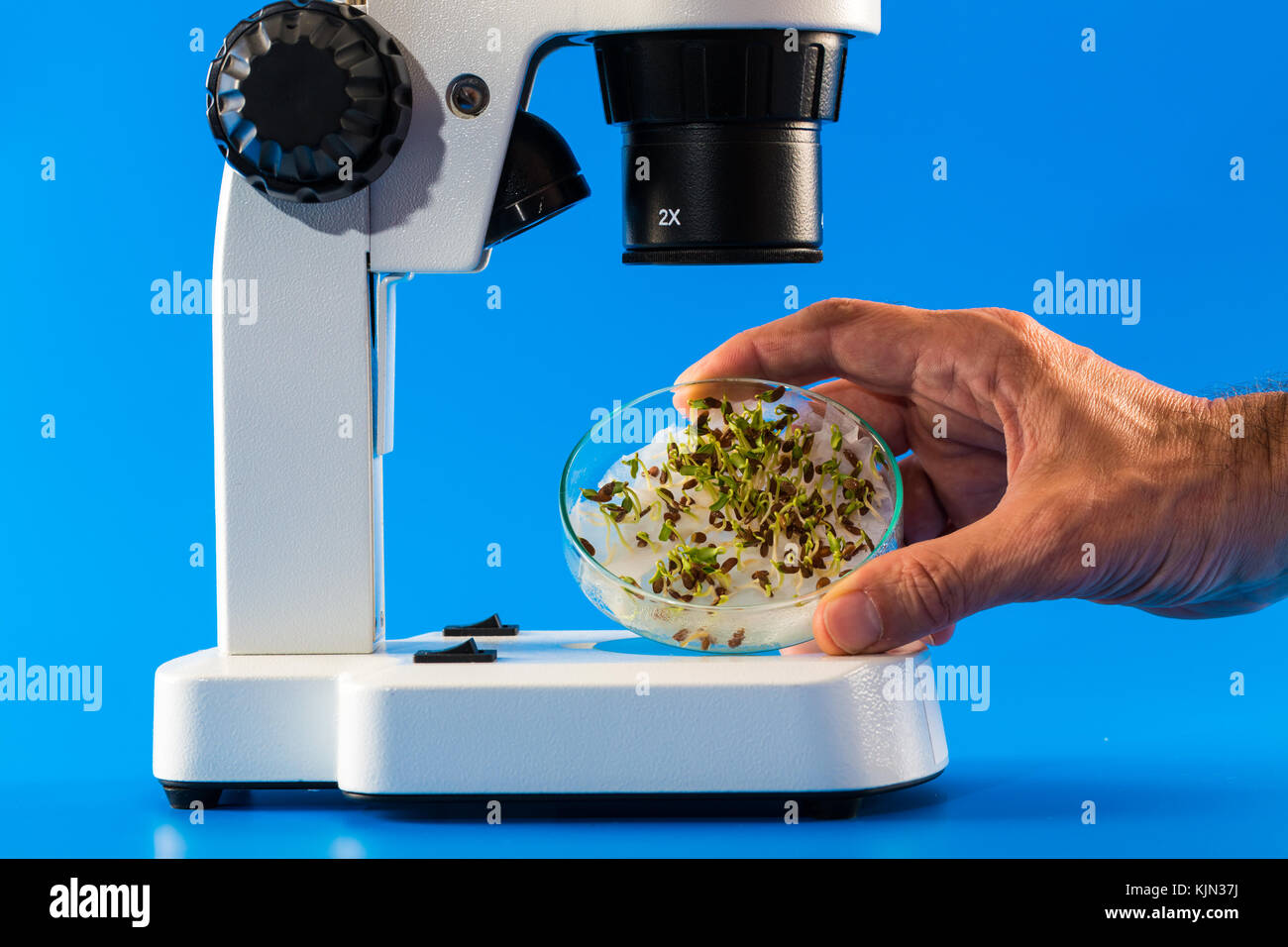 Experiments with plants in the laboratory Stock Photo - Alamy