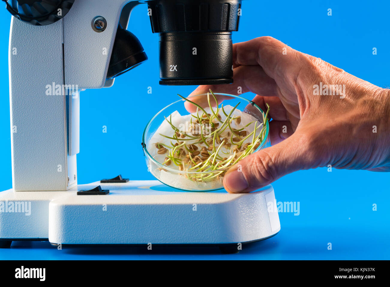 Experiments with plants in the laboratory Stock Photo - Alamy
