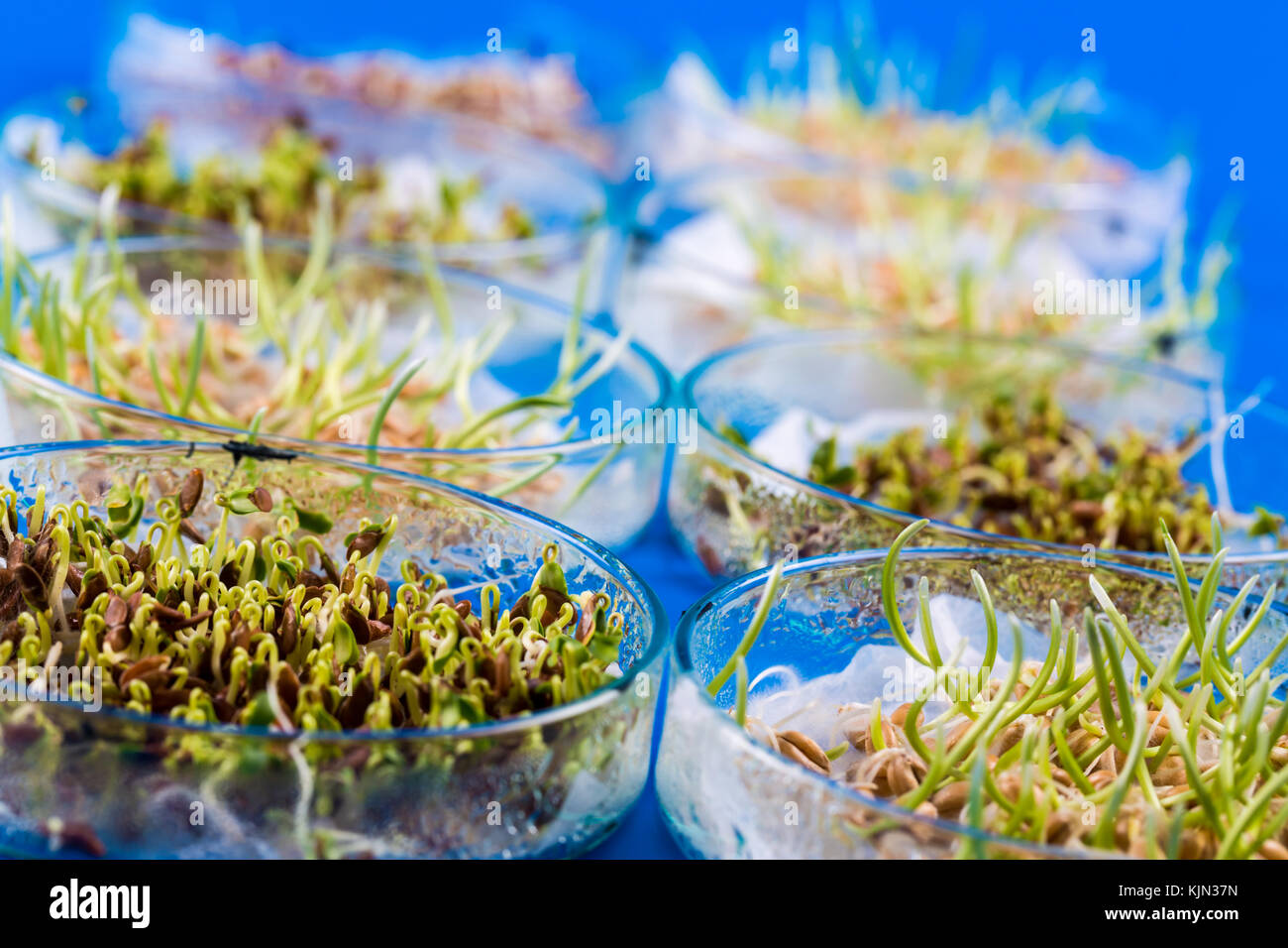 Experiments with plants in petri dish in the laboratory Stock Photo - Alamy