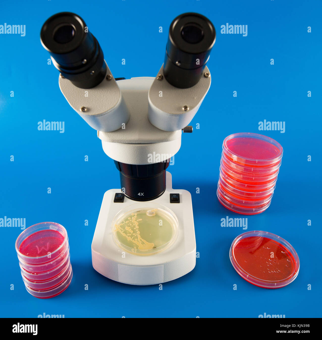 Scientific microscope and petri dishes for scientific research on blue ...