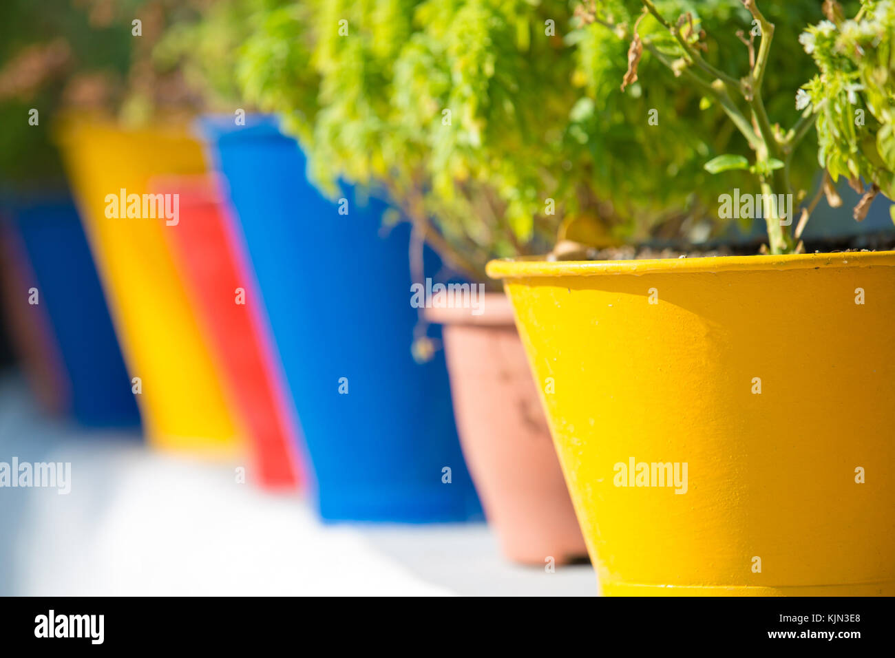 Multicolored pots of buckets with flowers Stock Photo - Alamy
