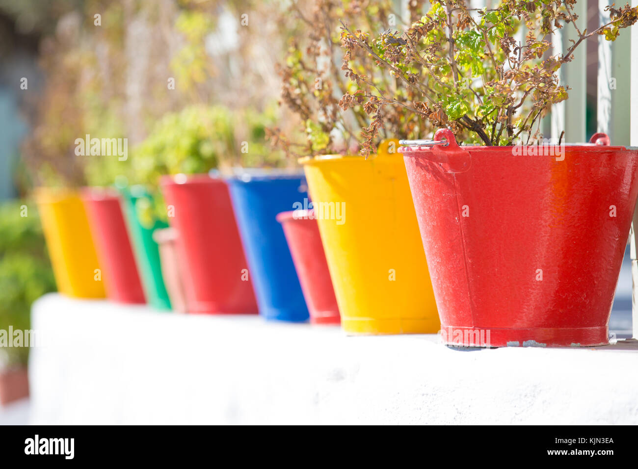 Multicolored pots of buckets with flowers Stock Photo - Alamy